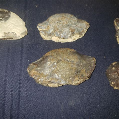 Fossilized Crabs R Fossils