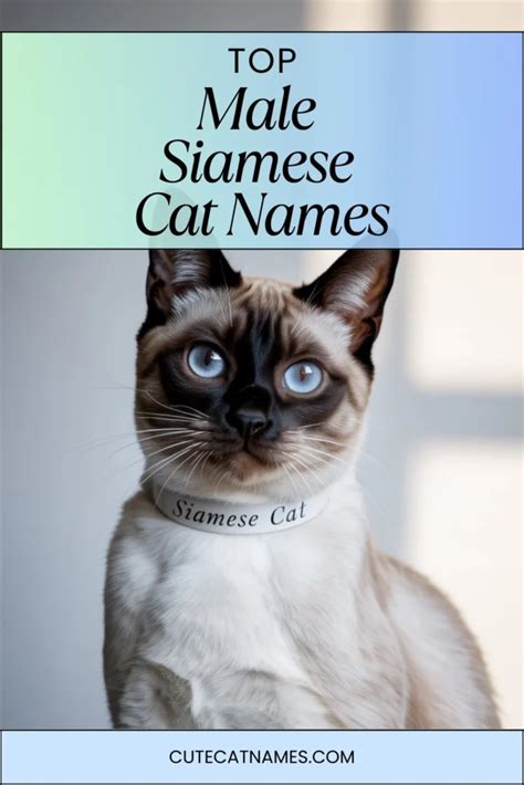 Struggling To Name Your Siamese Cat Try These Beautiful And Exotic Picks