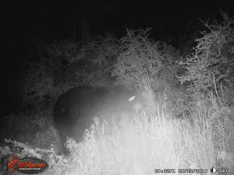 Camp Ditty Mow Its Bear Mating Season Looks Like Birtha