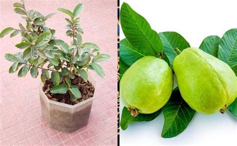 Guava Growing Gauva In A Pot Is Easy Know Some Important Tips