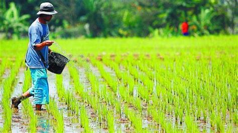 5 Rekomendasi Aplikasi Pertanian Terbaik 2022 Sukagawai