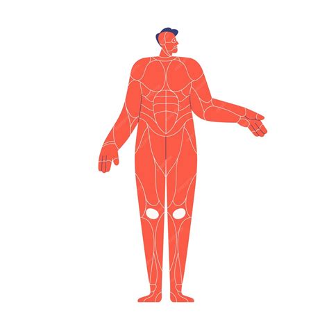 Premium Vector Muscular System Of Human Body Internal Muscles Scheme