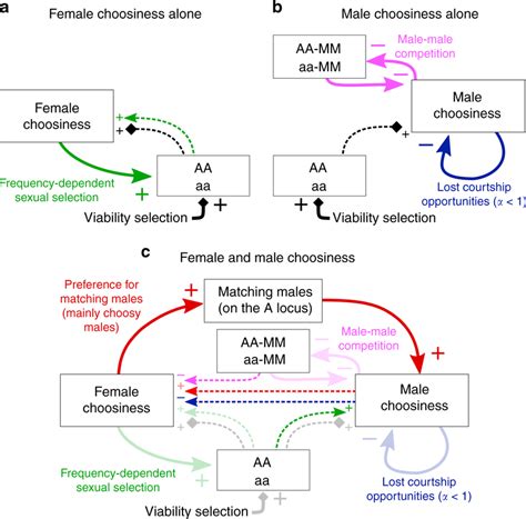 Selective Forces Acting On Female And Male Choosiness Choosiness Can Download Scientific