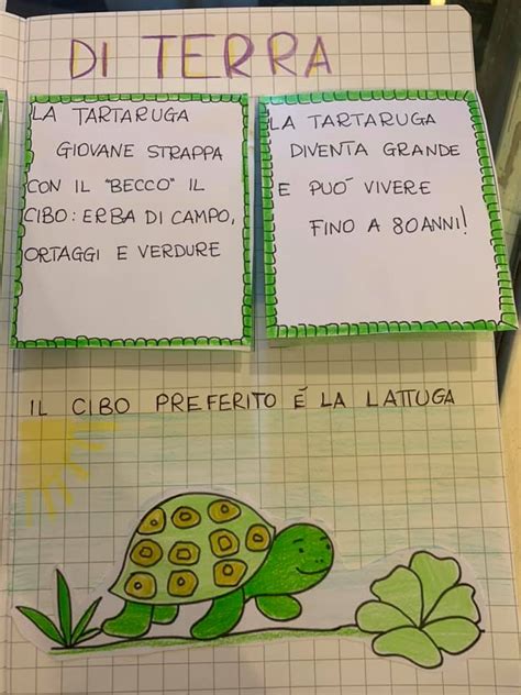 LAPBOOK LA TARTARUGA DI TERRA Maestra Giuditta