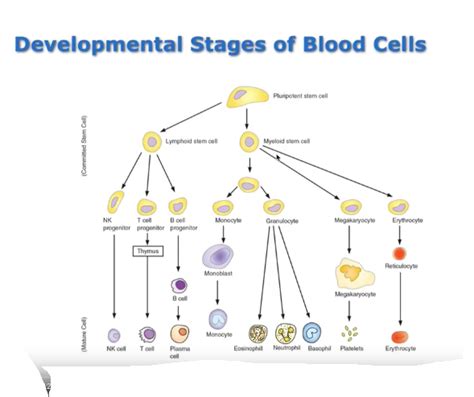 Patho Exam 2 Diagram Quizlet