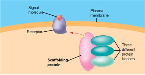 Scaffolding Proteins