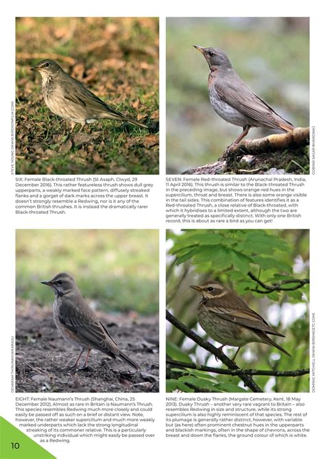 Bird Id Photo Guides Magazine Thrushes Chats And Flycatchers Back Issue