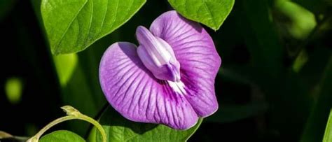 Khasiat Bunga Telang Guesehat