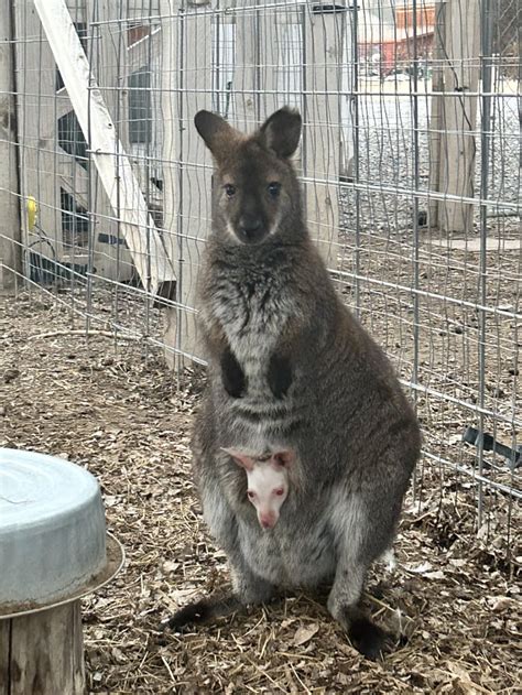 Newest Addition🦘 9gag