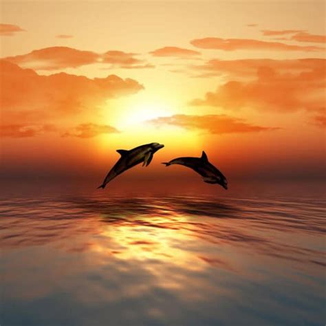 Happys Watersports Sunset Dolphin Cruise Ticketing For Less