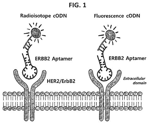 Biomolecule Imaging Method Using Aptamer Eureka Patsnap
