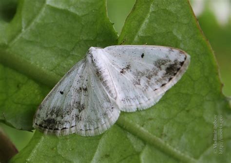 Photo 26644 Lomographa Temerata