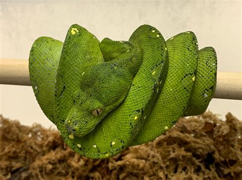 Biak Green Tree Python By Satoo Morphmarket