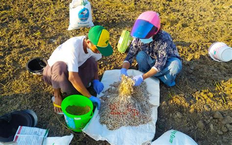ကျွန်းလှမြို့၌ မိုးနှောင်း ချည်မျှင်ရှည် ဝါစိုက်ပျိုးနည်း လက်တွေ့ပြသ