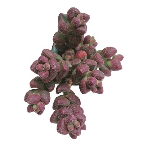 Crassula Elegans Cedar Creek Farmhouse