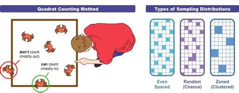 Chi Squared Test Bioninja