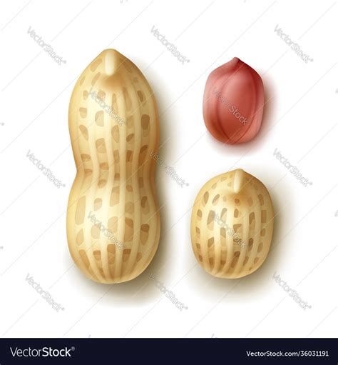 Set Peanuts Royalty Free Vector Image Vectorstock