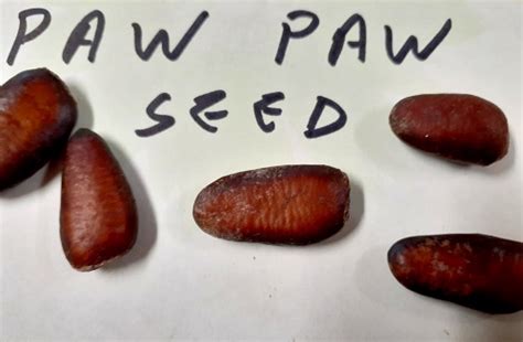 Paw Paw Tree Seeds Burnt Ridge Nursery And Orchards Burnt Ridge Nursery