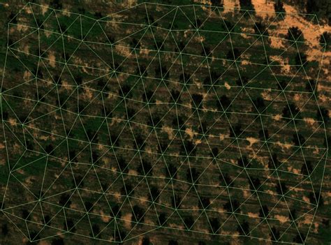 Delaunay Triangulation Using The Coordinates Of The Olive Tree Canopies Download Scientific