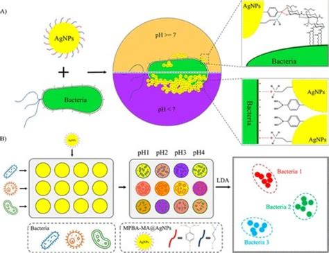 New Colorimetric Sensor For Bacteria Identification Saqlain Udas Posted On The Topic Linkedin