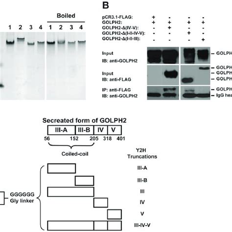 The Golgi Localizing Signal Is In The Tmd And Requires A Positively