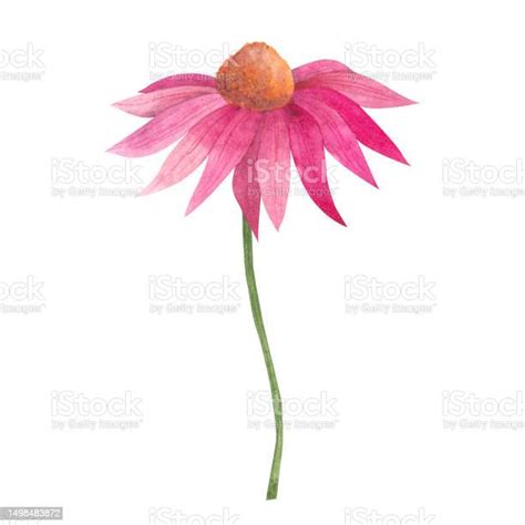 Echinacea Purpurea 약용 식물 또는 허브의 수채화 그림 손으로 그린 수채화 그림 흰색 배경에 분리되어 있습니다