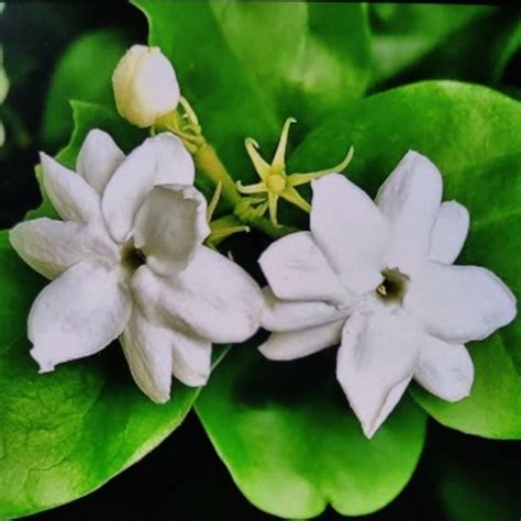 Sampaguita Cuttings Per Piece Shopee Philippines