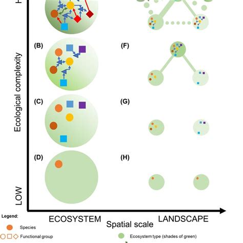 A Conceptual Diagram Of Ecological Complexity Across Spatial Scales Download Scientific