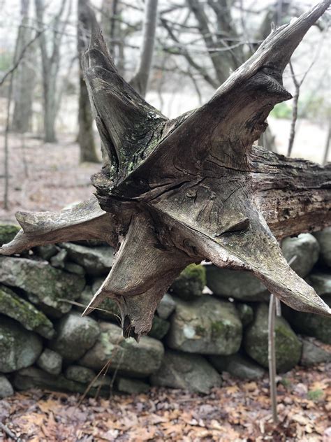 The Decayed Roots On This Fallen Tree Look Like A Star R
