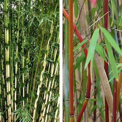 Bambou Fargesia DUO 1 Plant De Fargesia Pingwu 1 Plant De Fargesia