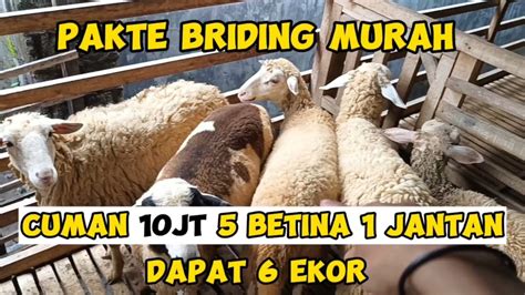 Review Harga Paket Breeding Domba Murah Di Kandang BWI Farm Banyuwangi