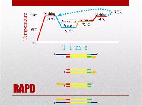 Random Amplified Polymorphic Dna Rapd Pptx