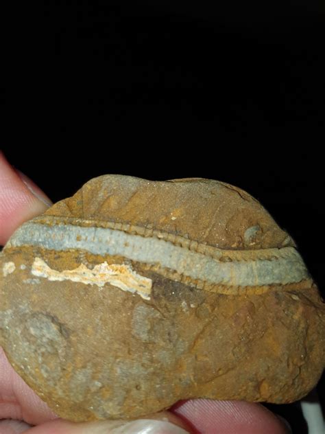 Can Anyone Help Me Identify This Fossil R Paleontology
