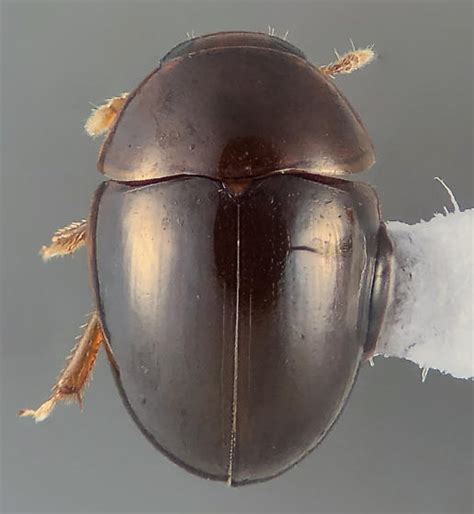Acylomus Undescribed Acylomus BugGuide Net