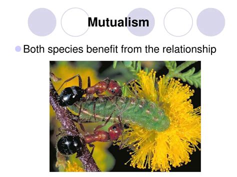 Ppt Interactions Of Living Things Powerpoint Presentation Free