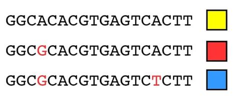 Incomplete Lineage Sorting Article Biologos