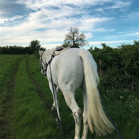 A Beginners Guide To Long Reining Eventing Guide