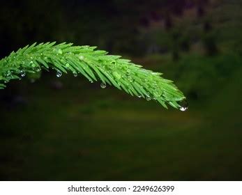 Water Paint Tree Growth Images Stock Photos Vectors Shutterstock