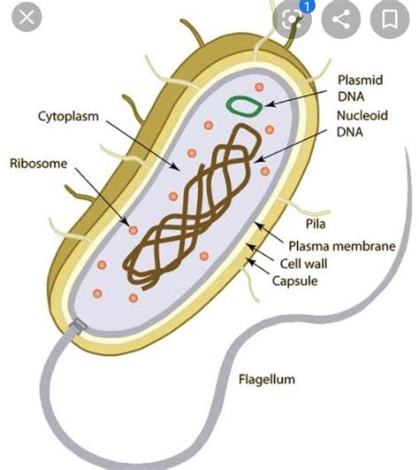Rhizobium Bacteria Diagram