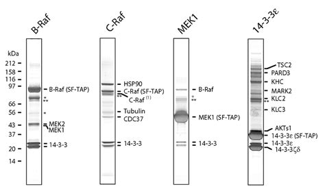 Gel Based Analysis Of Mapk Complexes B Raf C Raf Mek 1 And 14 3 3ε Download Scientific
