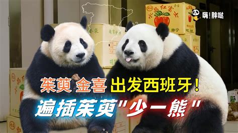 三岁半大熊猫金喜茱萸赴西班牙，接替花嘴巴一家，成马德里熊猫馆新主人。喜子哥茱萸妹的故事 Youtube