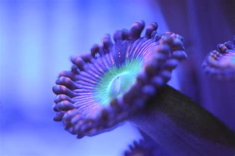 Delaware Sbb Hephaestus For Hg Torch Reef2reef Saltwater And Reef