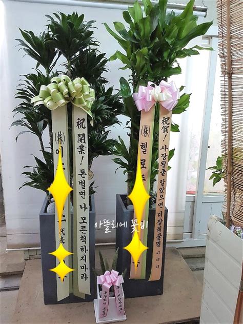개업화분 키큰화분 개업선물 대형식물 콤펙타 황금죽 식물인테리어 대치동꽃집 강남꽃배달 대치사거리꽃집 네이버 블로그