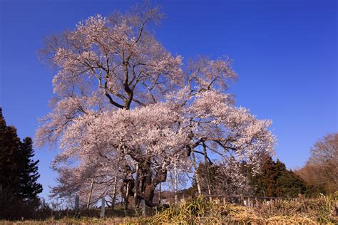戸津辺の桜 by まるやまあすか ID8575351 写真共有サイト PHOTOHITO
