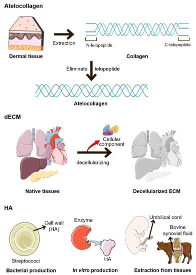 Ijms Special Issue Extracellular Matrix Aging Principles And Consequences