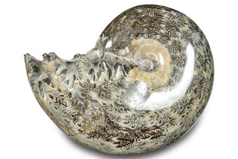 3 65 Polished Ammonite Phylloceras Fossil Madagascar 283513 For
