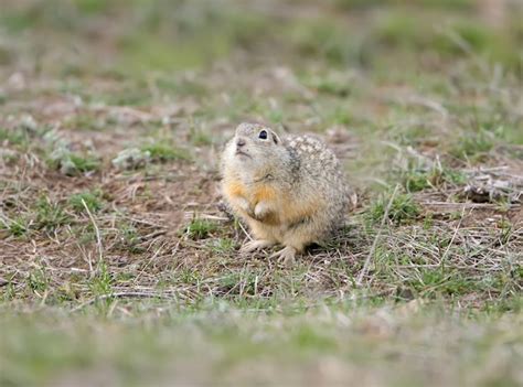 Spotted Ground Squirrel