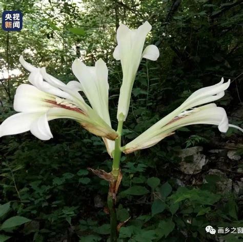 太平国家森林公园发现了国家二级重点保护野生植物荞麦叶大百合 资讯 招聘 微信