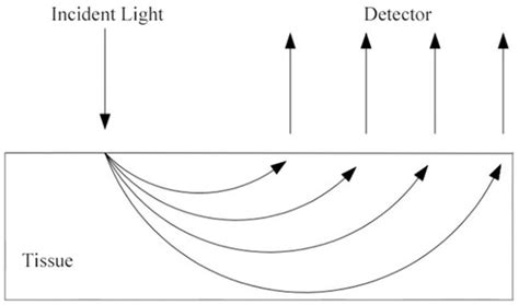 Non Destructive Detection Of Water Content In Pork Based On Nir Spatially Resolved Spectroscopy