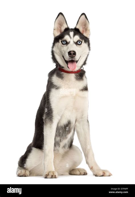 Are Pure White Siberian Huskies Rare